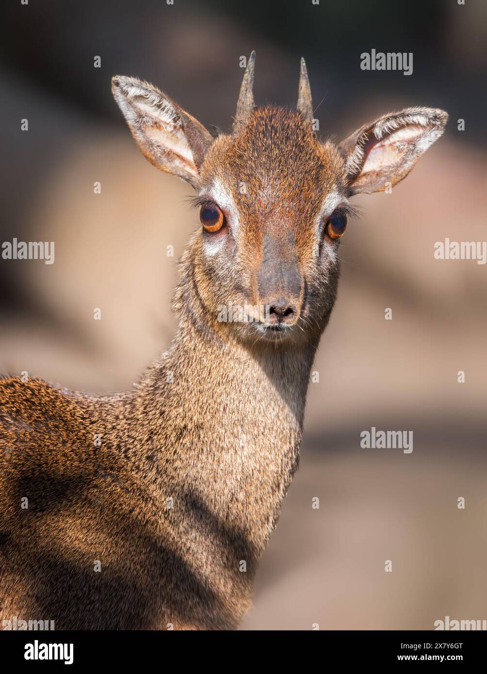 Dik Dik [ Madoqua sp ] captive animal in Dartmoor Zoo, Plymouth, UK ...