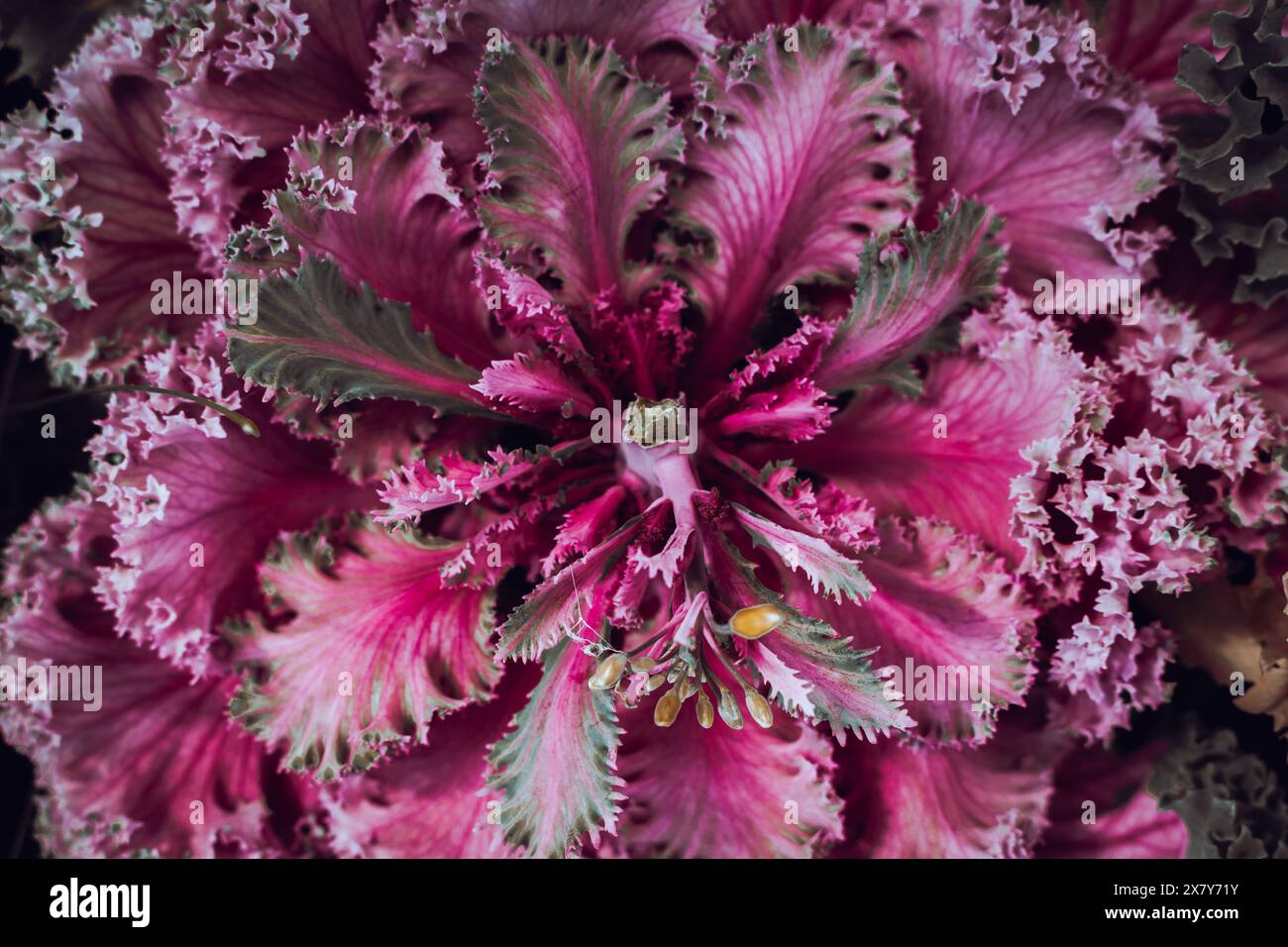 Purple decorative cabbage close up. Violet brassica background ...
