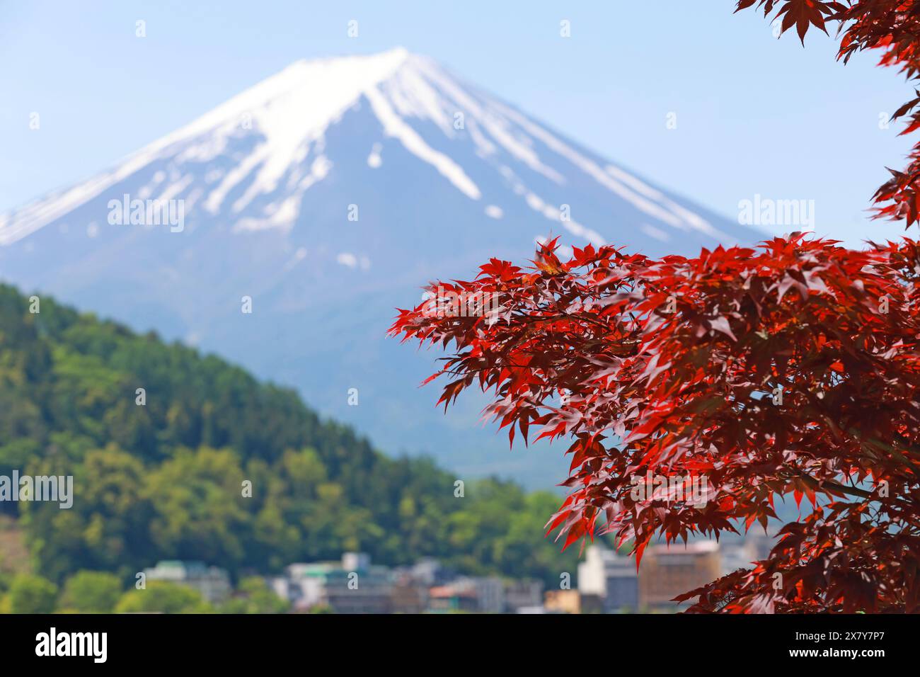 red maple leaves and the background of Mt fuji in Kawaguchiko Stock Photo - Alamy