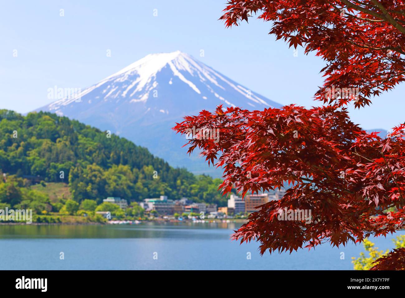 red maple leaves and the background of Mt fuji in Kawaguchiko Stock Photo - Alamy