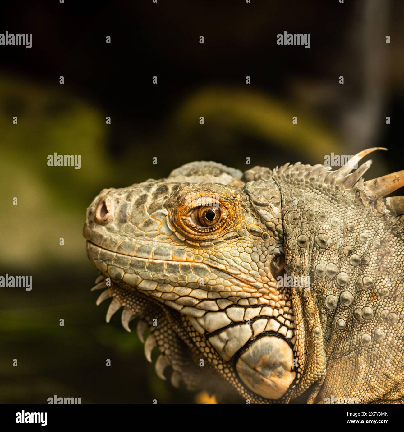 Common green Iguana portrait Stock Photo - Alamy