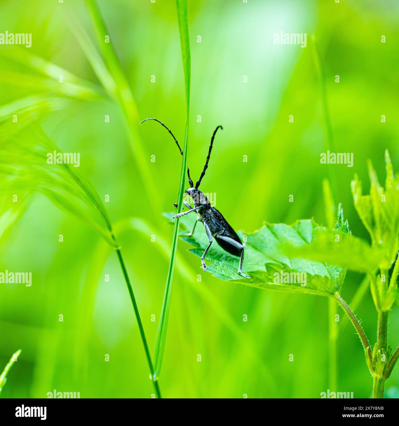 The Black Great Capricorn Beetle In The Summer - ( Cerambyx Longicorn ...