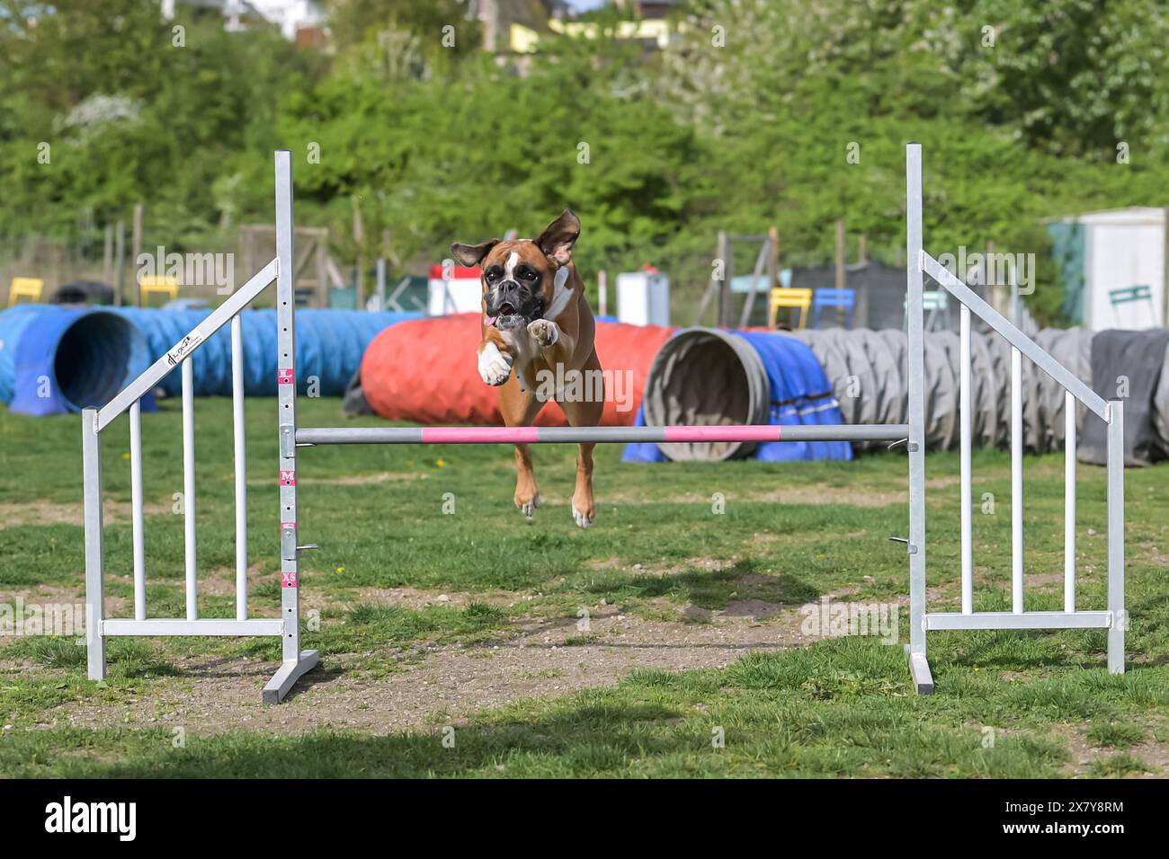 German Boxer Purebred Dog on agility field for dogs, training and ...