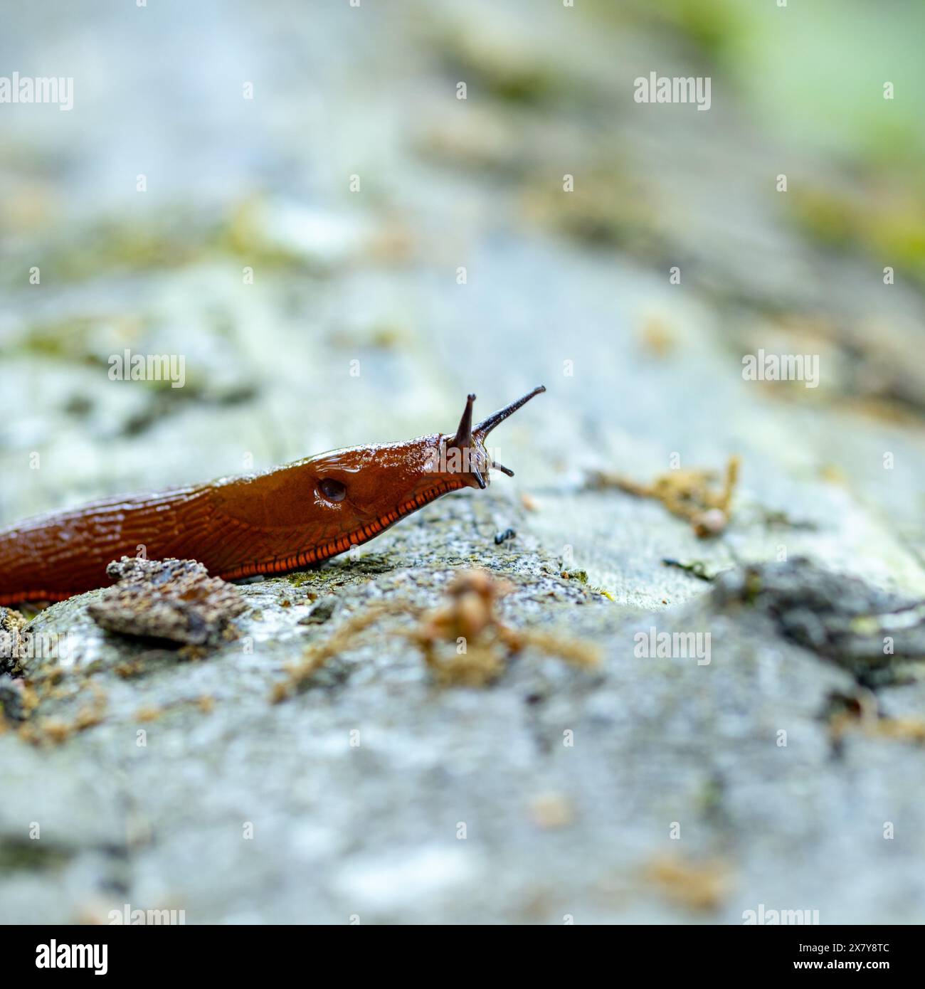 Slug theme hi-res stock photography and images - Alamy