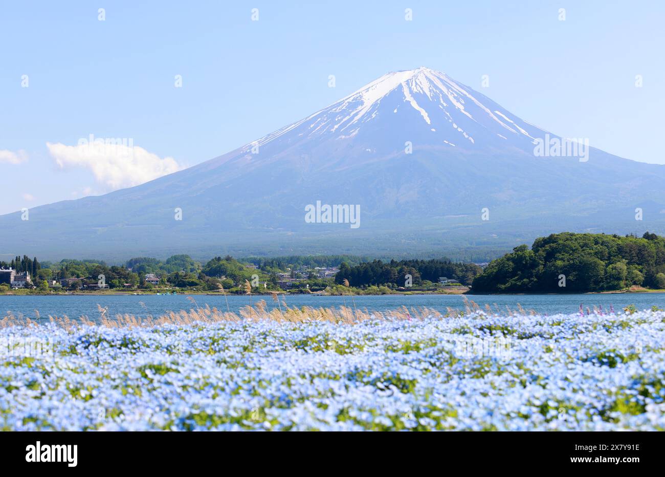 blossom of Nemophila or Baby Blue Eyes flower with the background of Mt ...