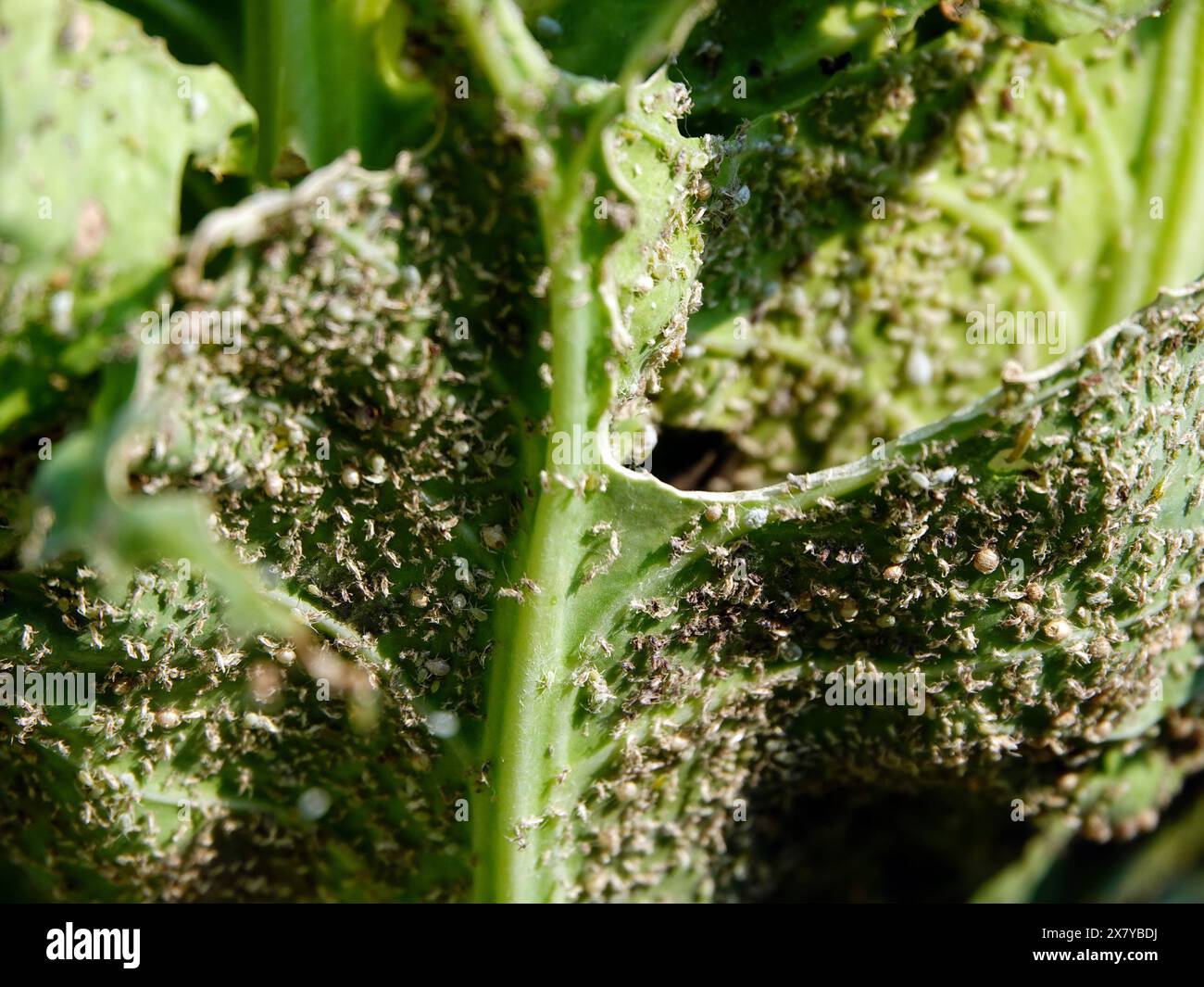 YICHANG, CHINA - MAY 22, 2024 - Dense pests eat cabbage during an ...