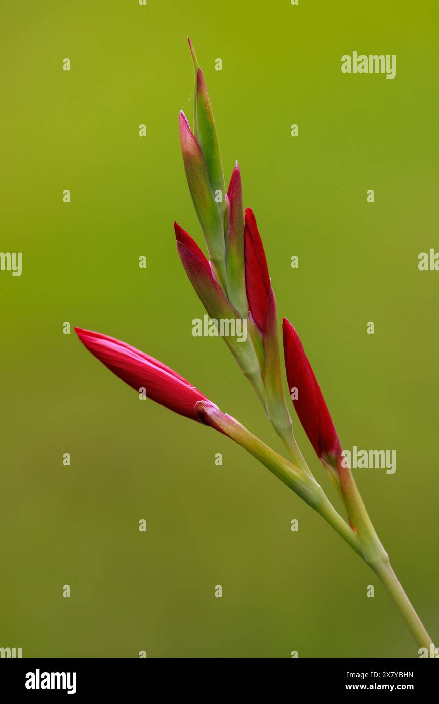 Crimson Flag lily [ Hesperantha coccinea ]unopened flower in margin of ...
