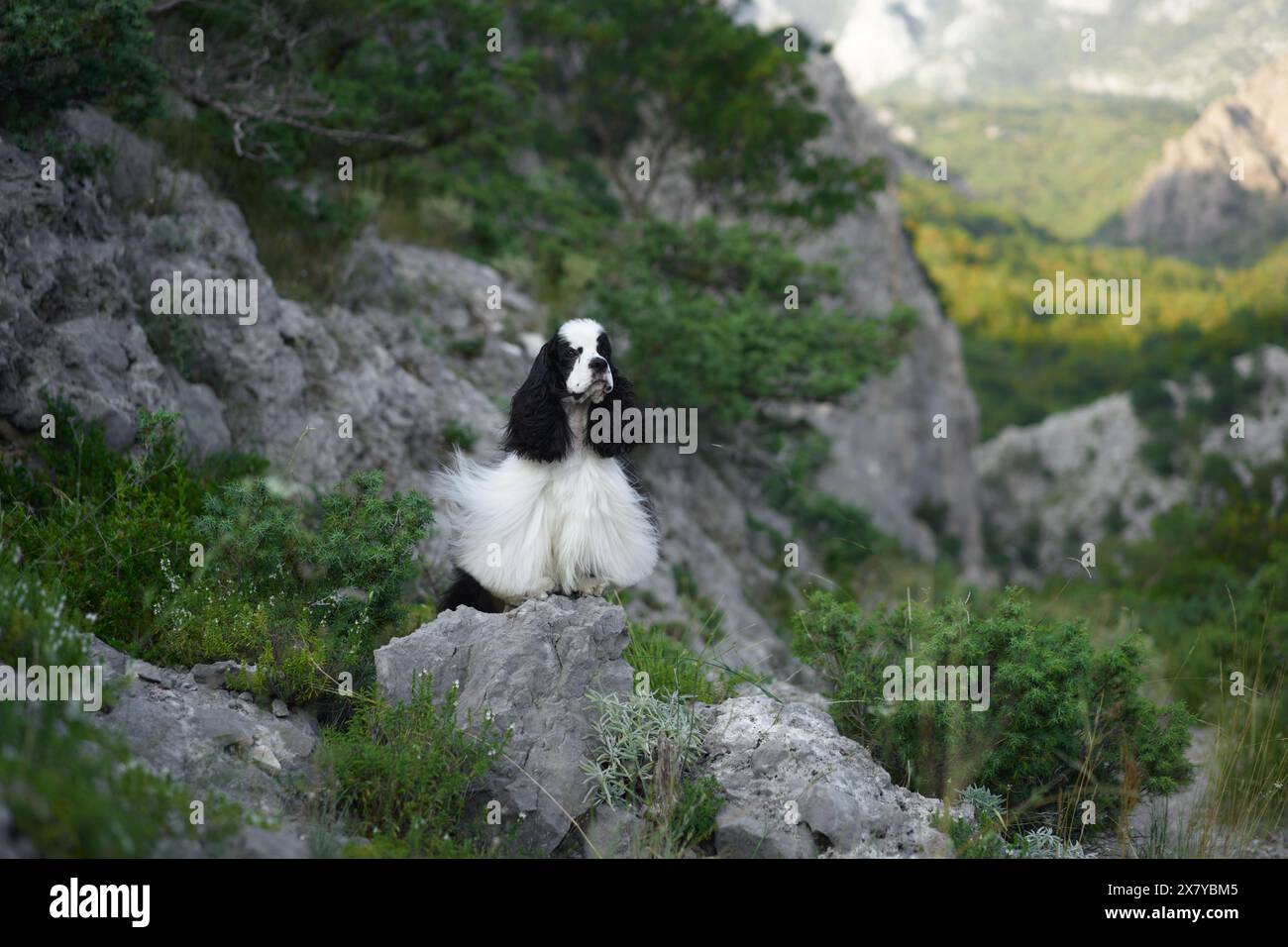 A bi-colored dog atop a mountain trail. The Spaniel looks back with ...