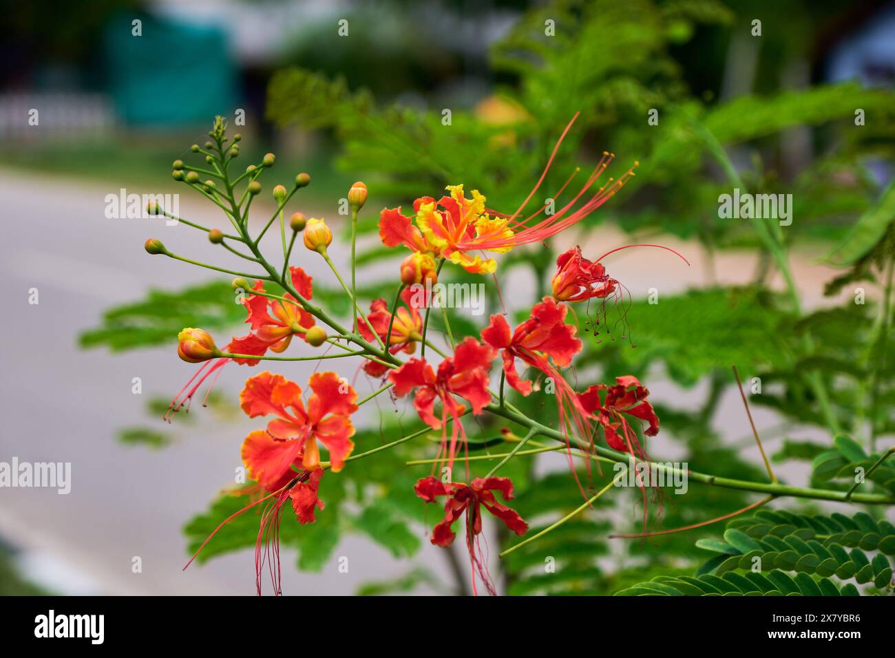 Barbados pride of barbados flower hi-res stock photography and images ...