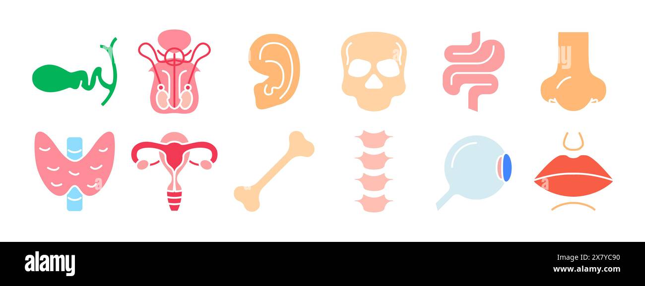 Human anatomy set icon. Gallbladder, reproductive organs, ear, skull ...