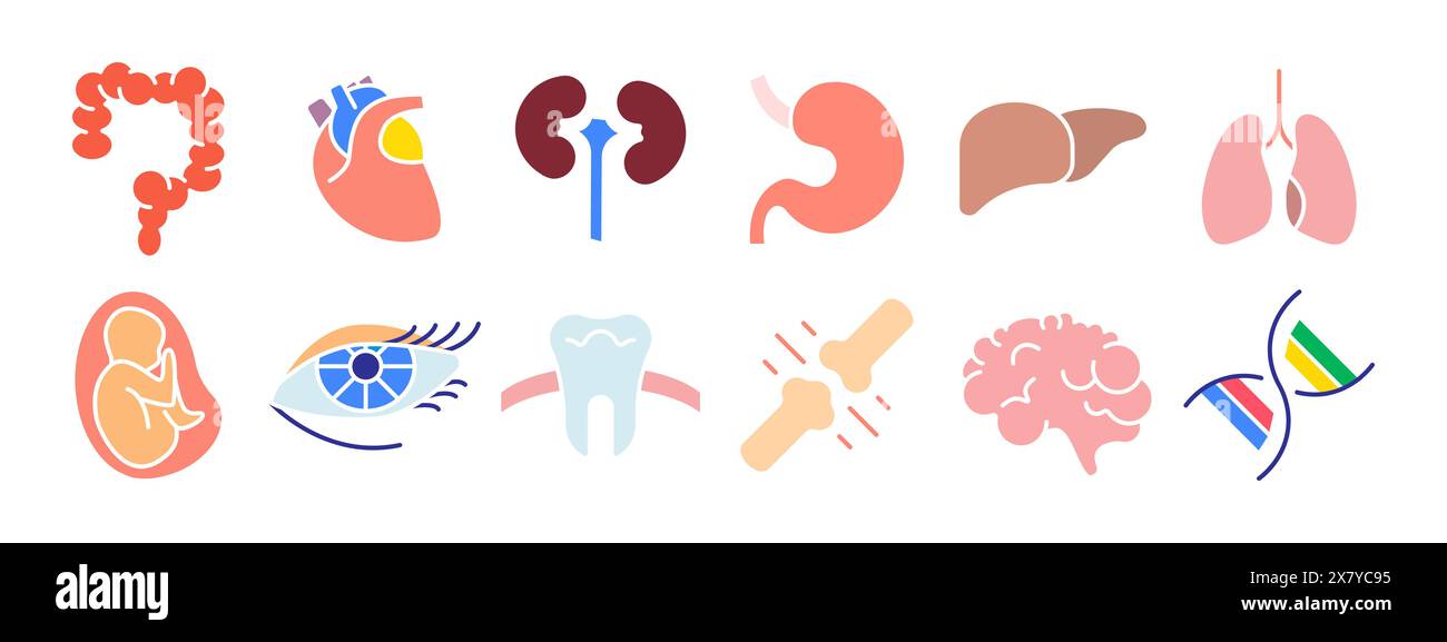 Human anatomy set icon. Intestine, heart, kidney, stomach, liver, lungs ...