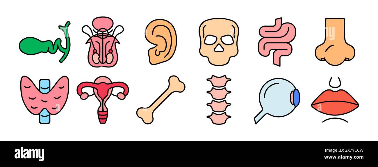 Human anatomy set icon. Gallbladder, reproductive organs, ear, skull ...