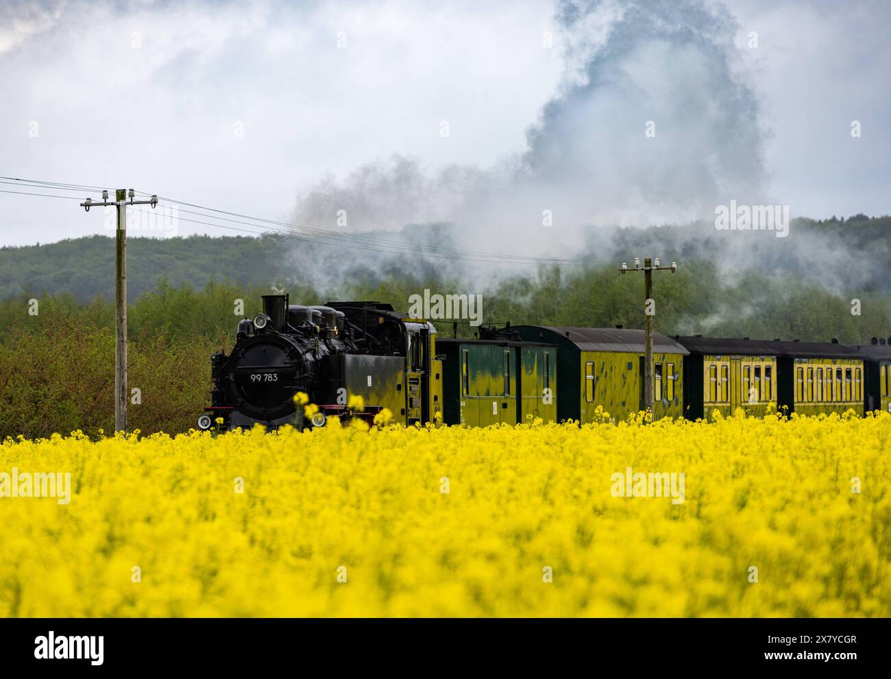 Rasender Roland Die Dampflok 99783 zieht einen Personenzug des Rasenden ...