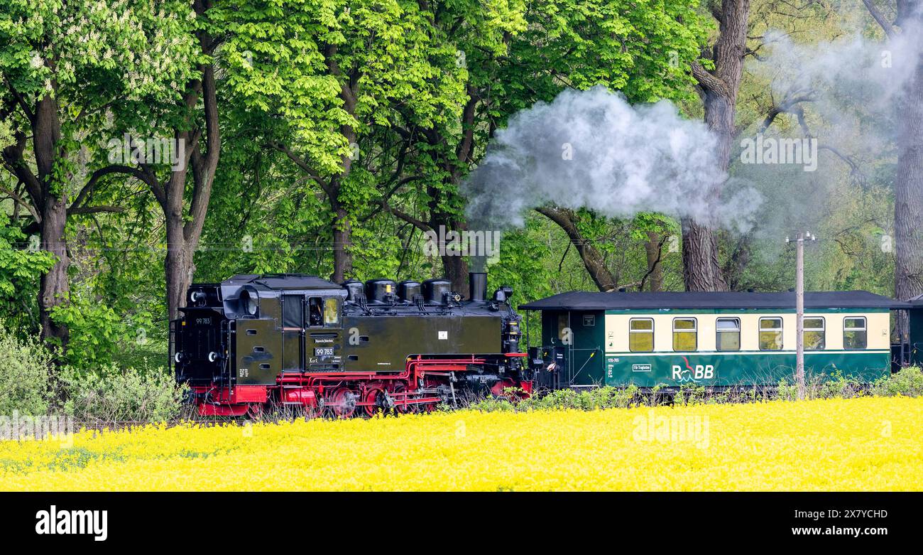 Rasender Roland Die Dampflok 99783 zieht einen Personenzug des Rasenden ...