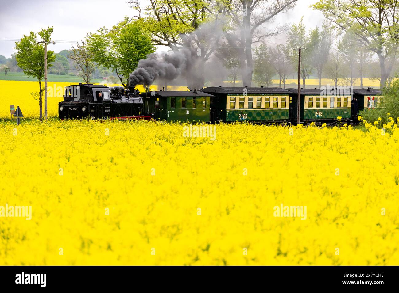 Rasender Roland Die Dampflok 994801 zieht einen Personenzug des ...