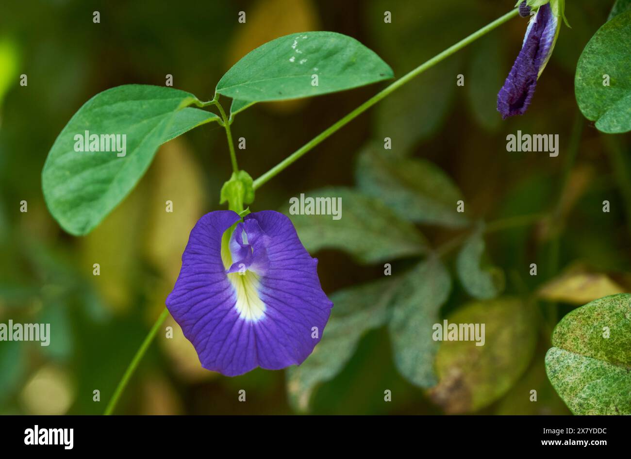Butterfly pea hi-res stock photography and images - Alamy