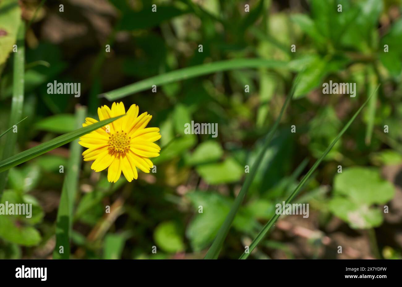 Wedelia flower hi-res stock photography and images - Alamy