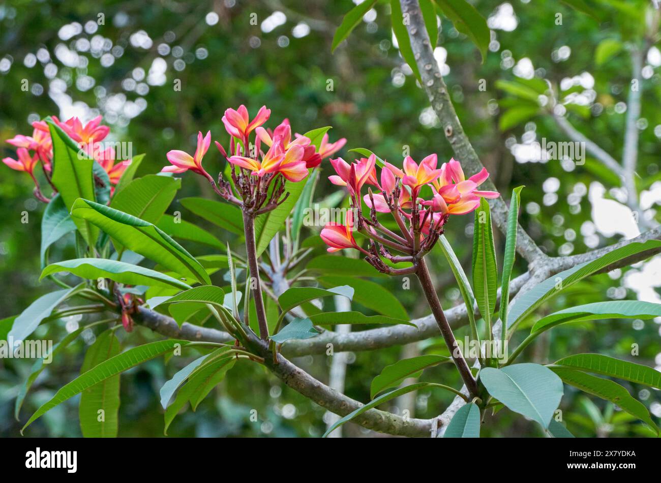 Red plumeria plumeria rubra hi-res stock photography and images - Alamy