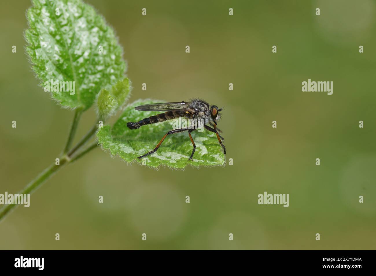 Male Common Awl Robberfly (Neoitamus cyanurus), family stiletto flies ...