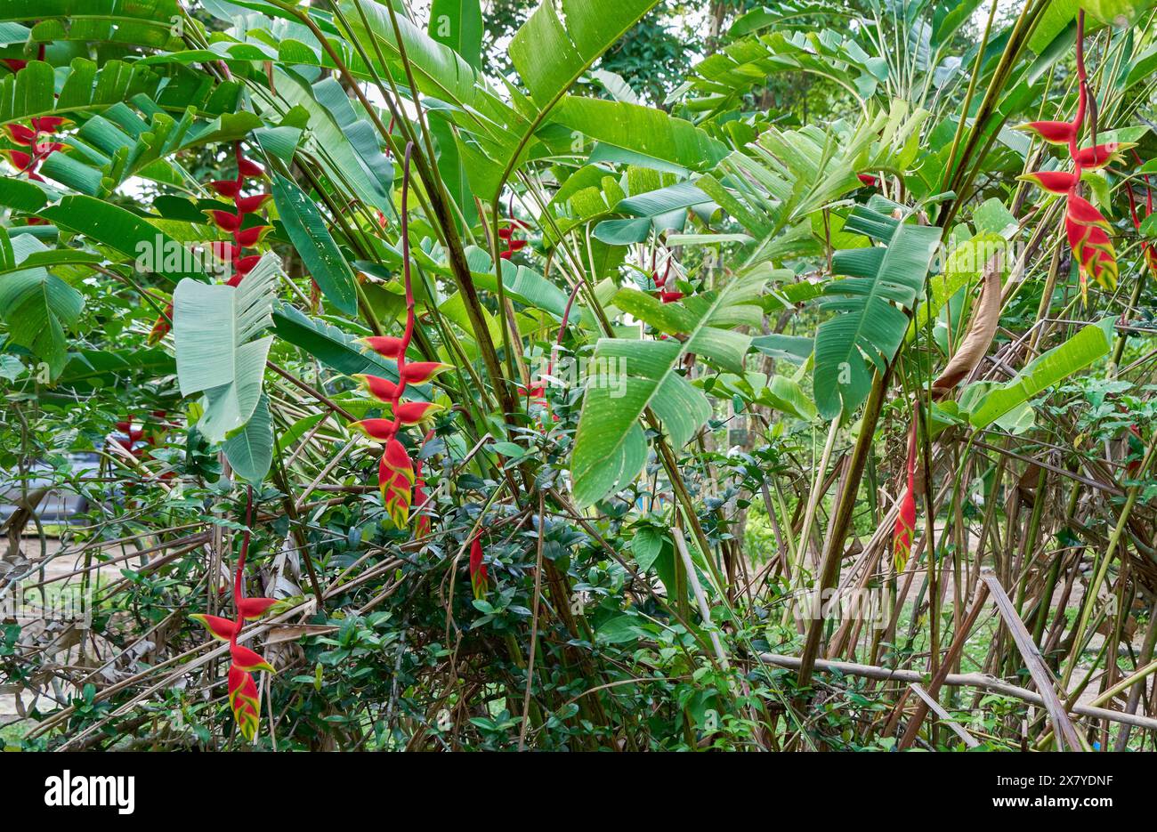Heliconia rostrata plant hi-res stock photography and images - Alamy