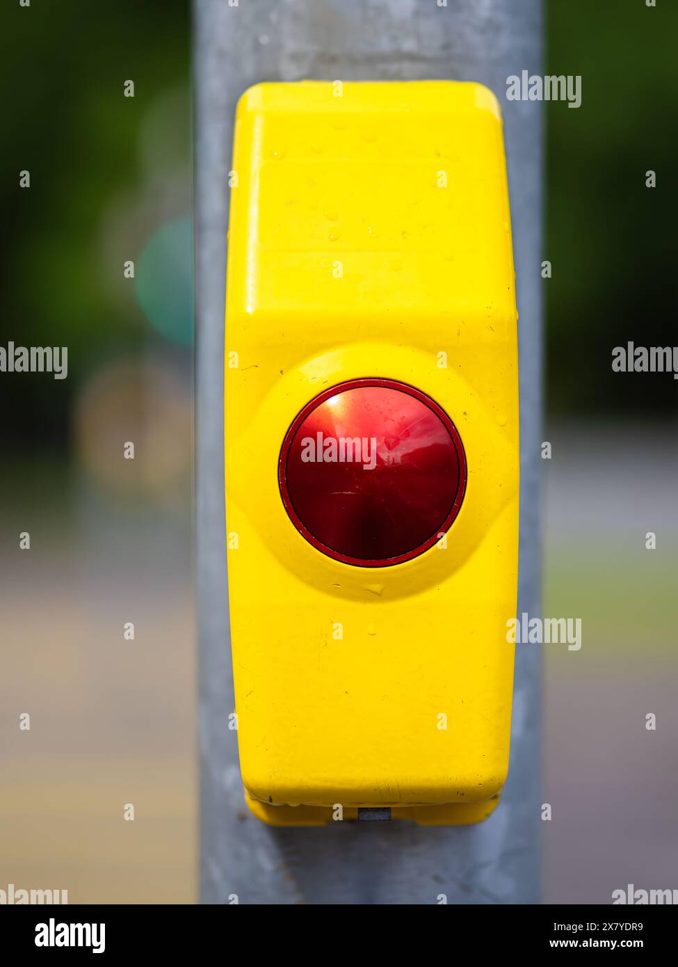 Close-up of a vibrant yellow pedestrian crossing button with a red ...