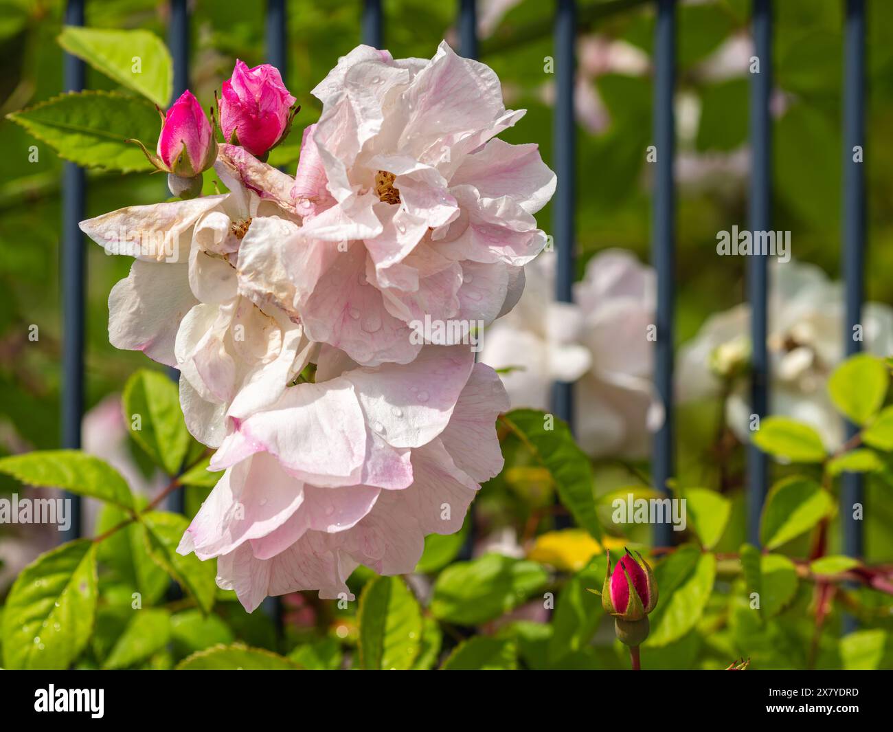 A vibrant cluster of light pink roses in bloom, showcasing various ...