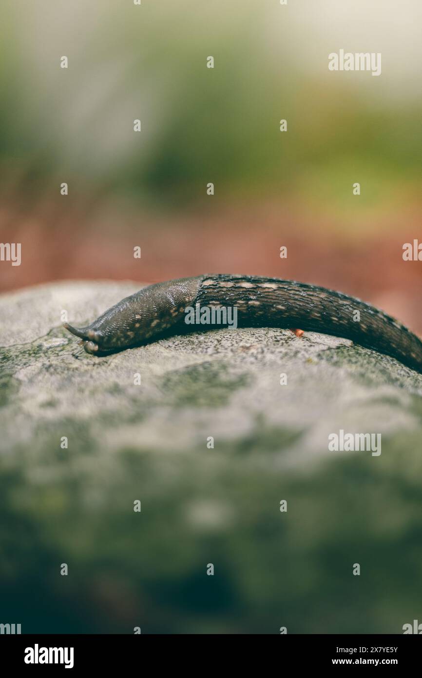 A large slug crawling over a rock covered with moss outside in the ...