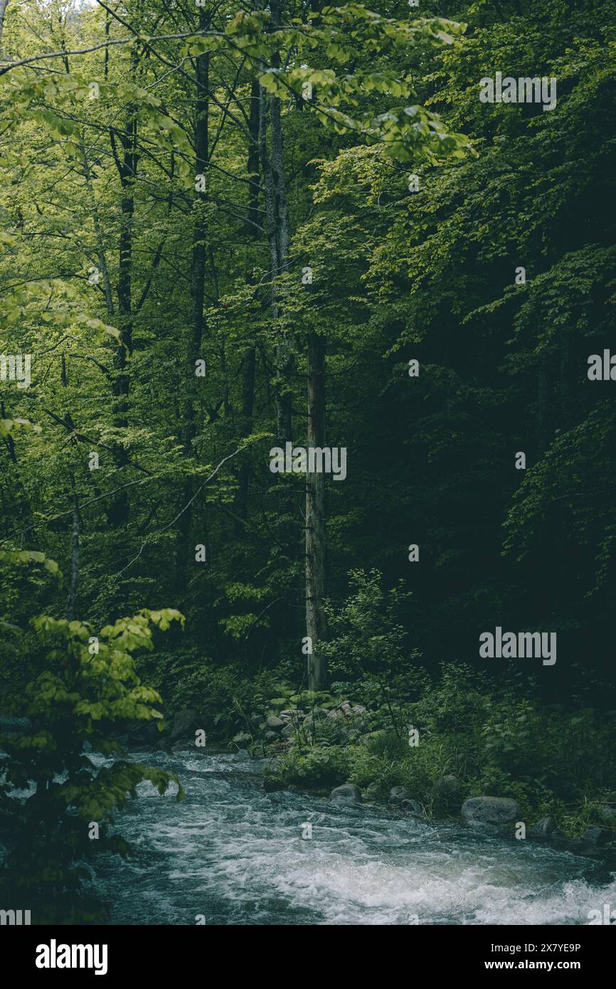 Big river in the deep dark forest with dried out pine tree in the beech ...