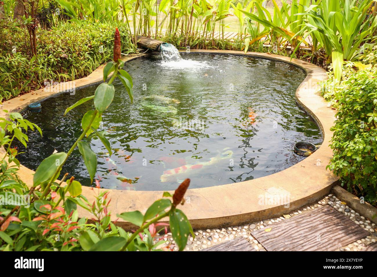 Colorful fishes backyard pond garden hi-res stock photography and ...