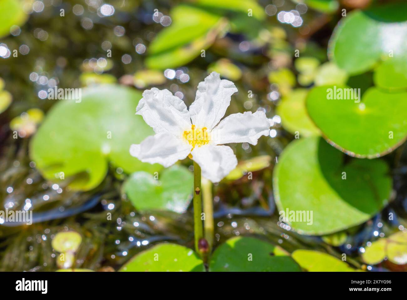 Flower of Water snowflake, banana plant lily and big floatingheart ...
