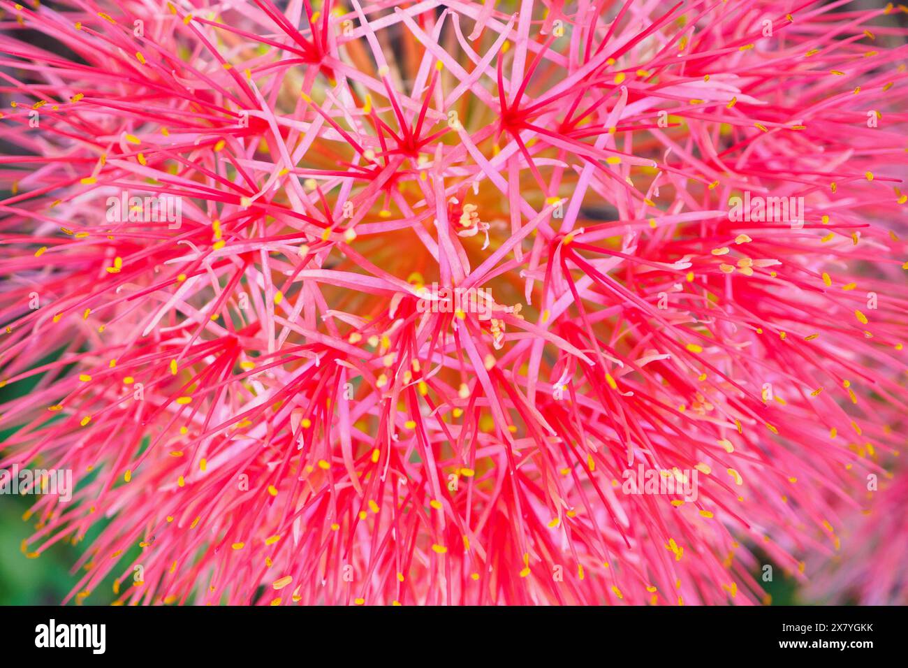 Haemanthus multiflorus blood lily flower Stock Photo - Alamy