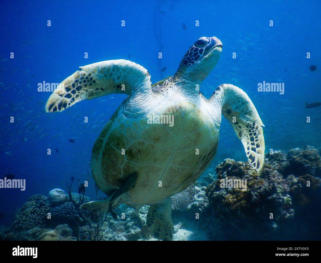 Sea Turtle Under Water Stock Photo - Alamy