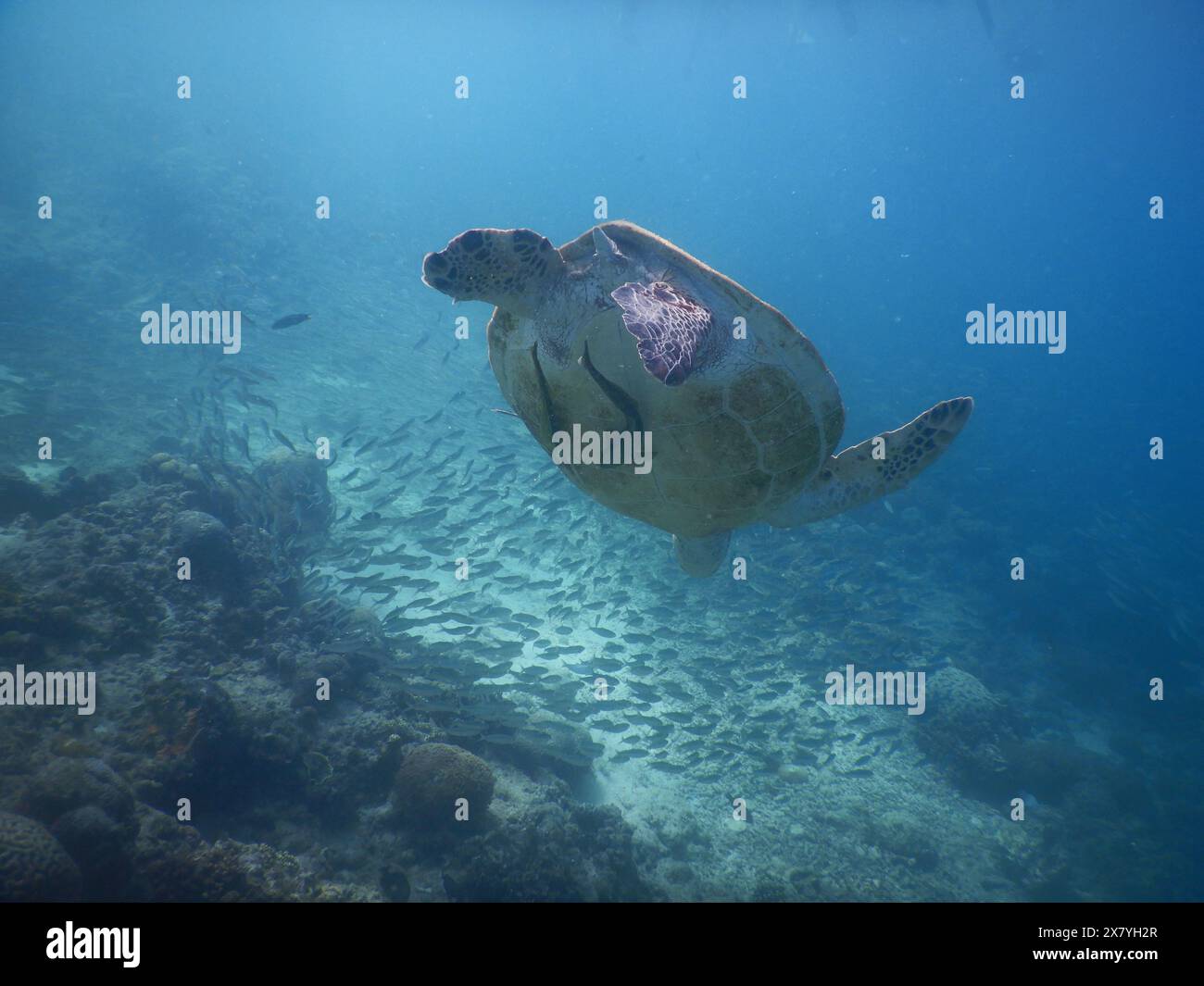 Sea Turtle Under Water Stock Photo - Alamy