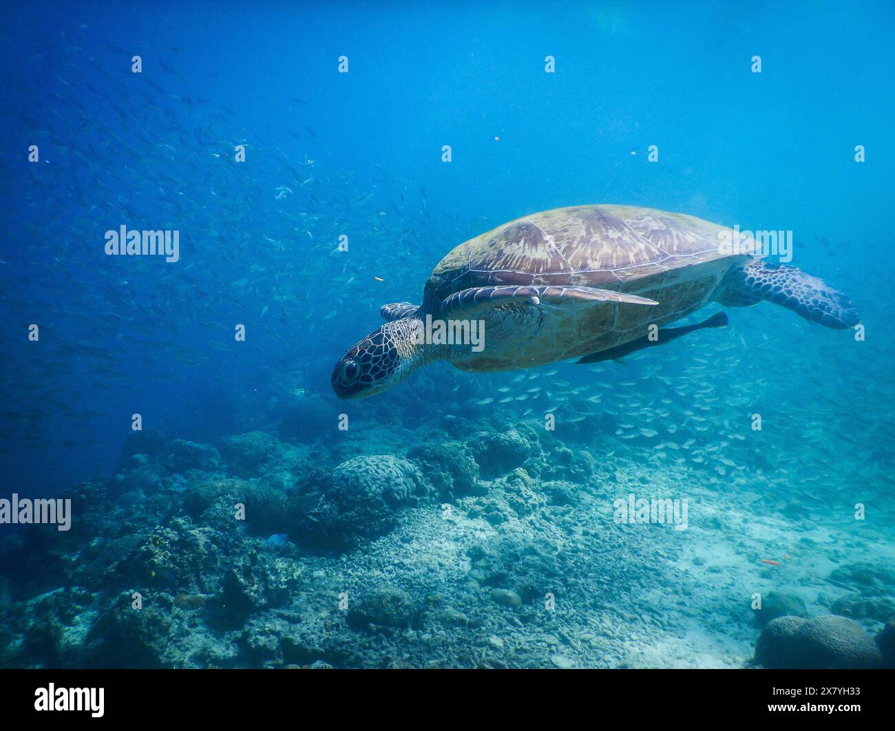 Sea Turtle Under Water Stock Photo - Alamy
