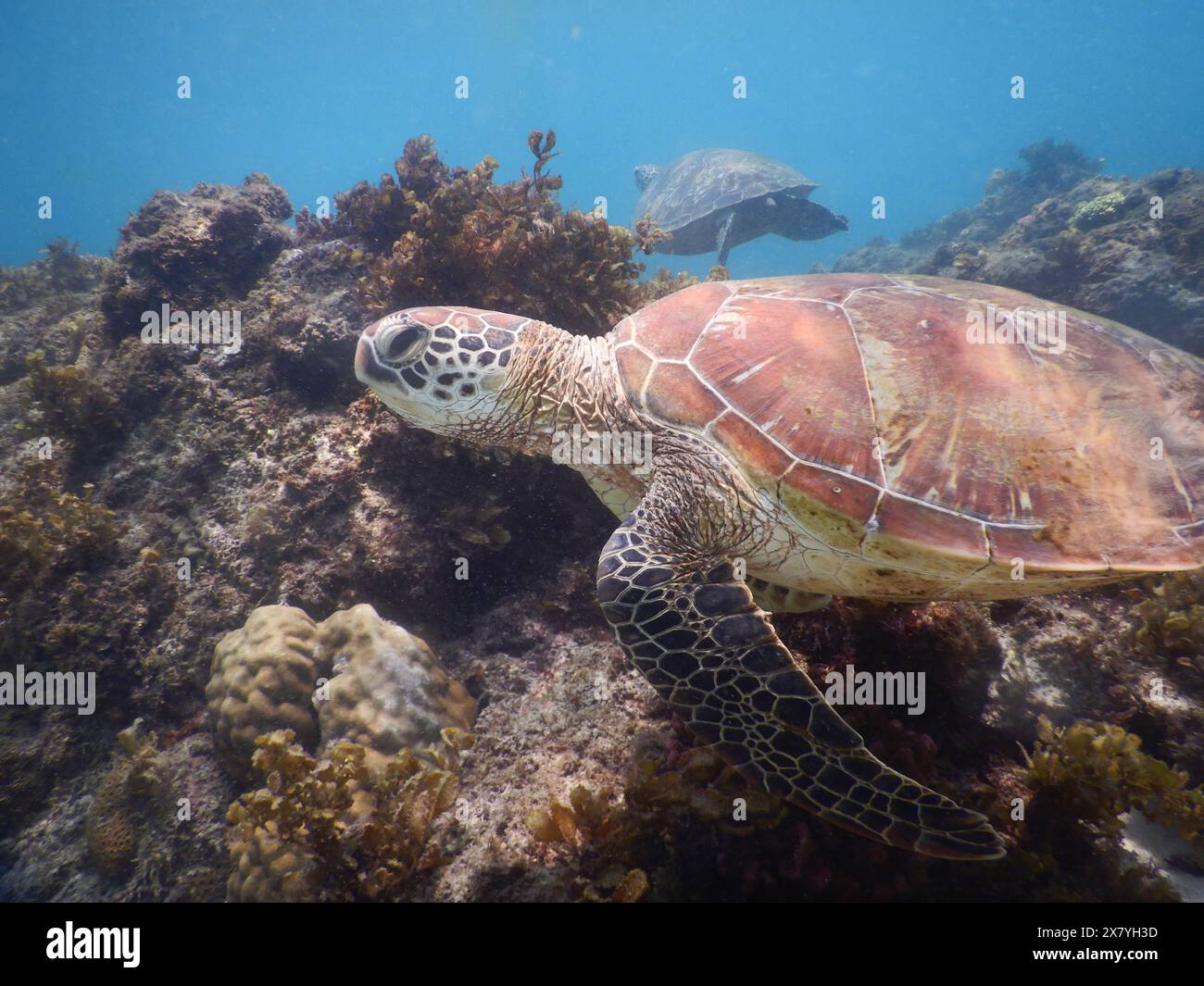 Sea Turtle Under Water Stock Photo - Alamy