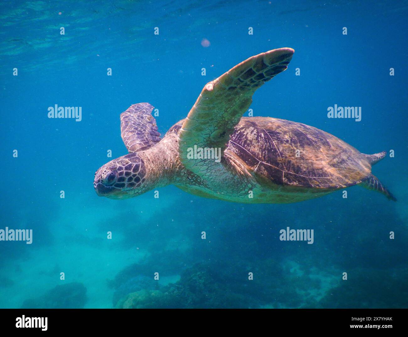 Sea Turtle Under Water Stock Photo - Alamy