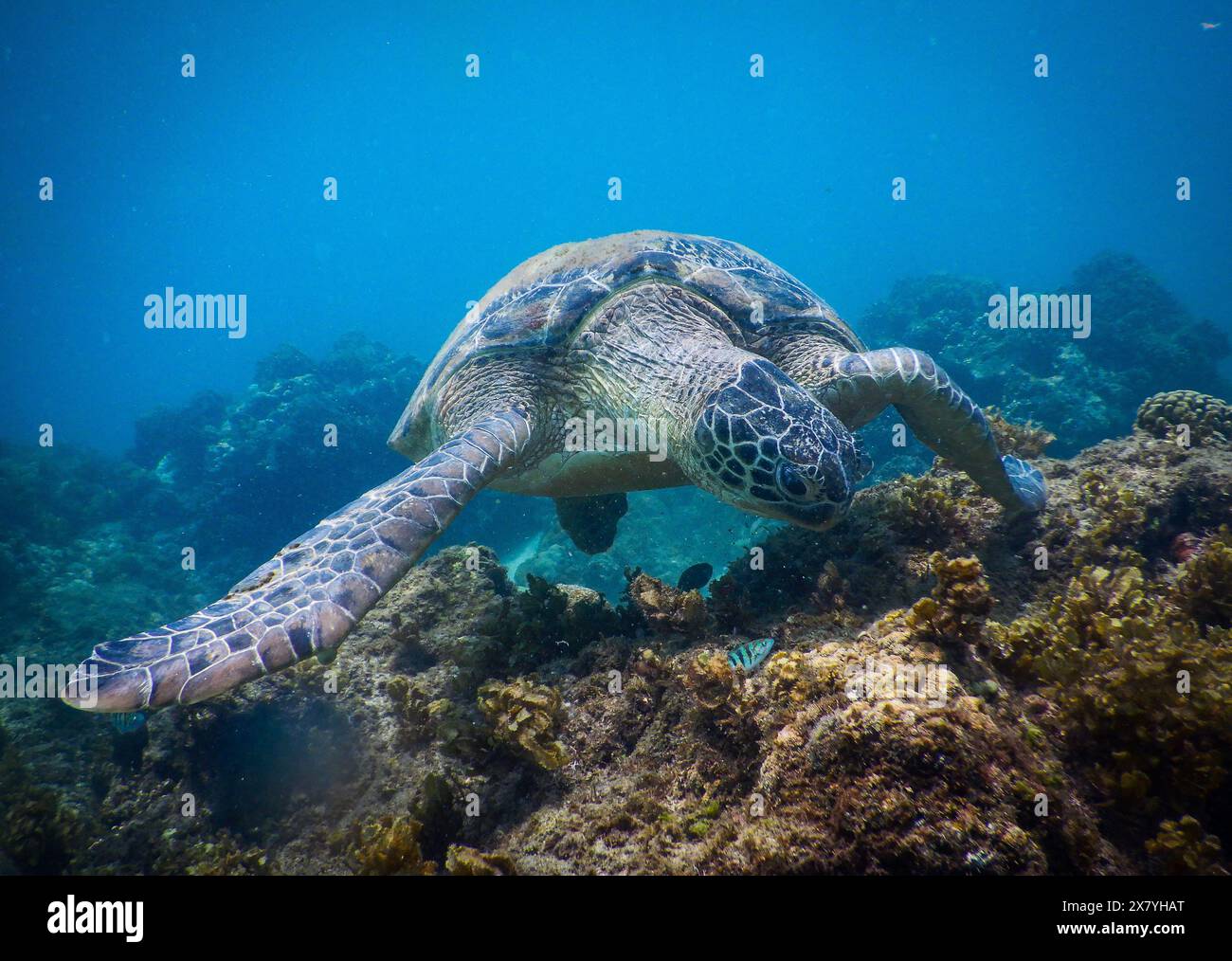 Sea Turtle Under Water Stock Photo - Alamy