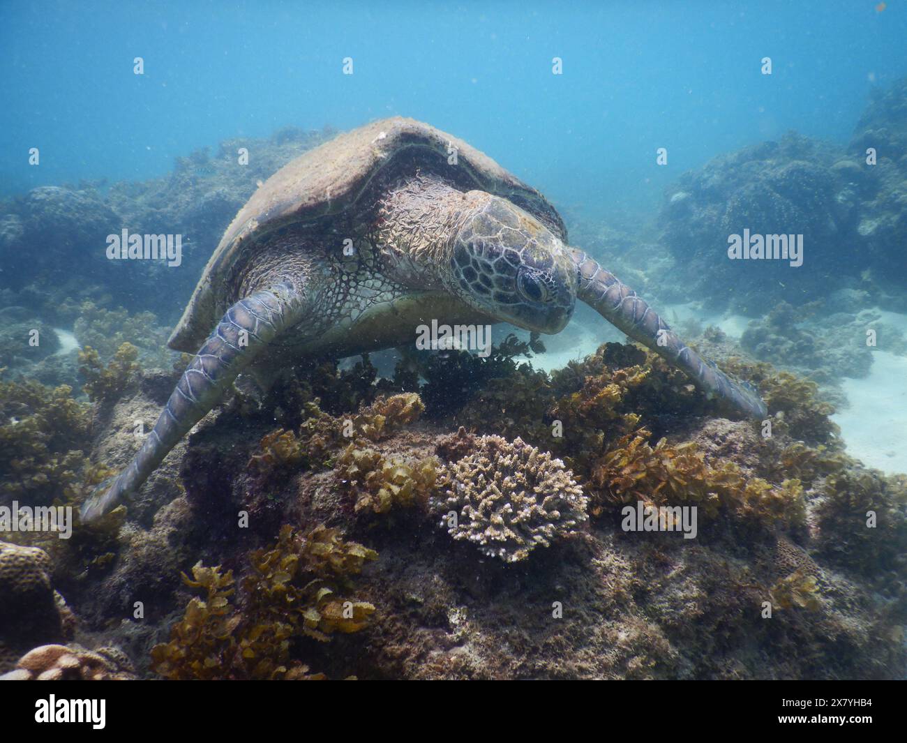 Sea Turtle Under Water Stock Photo - Alamy