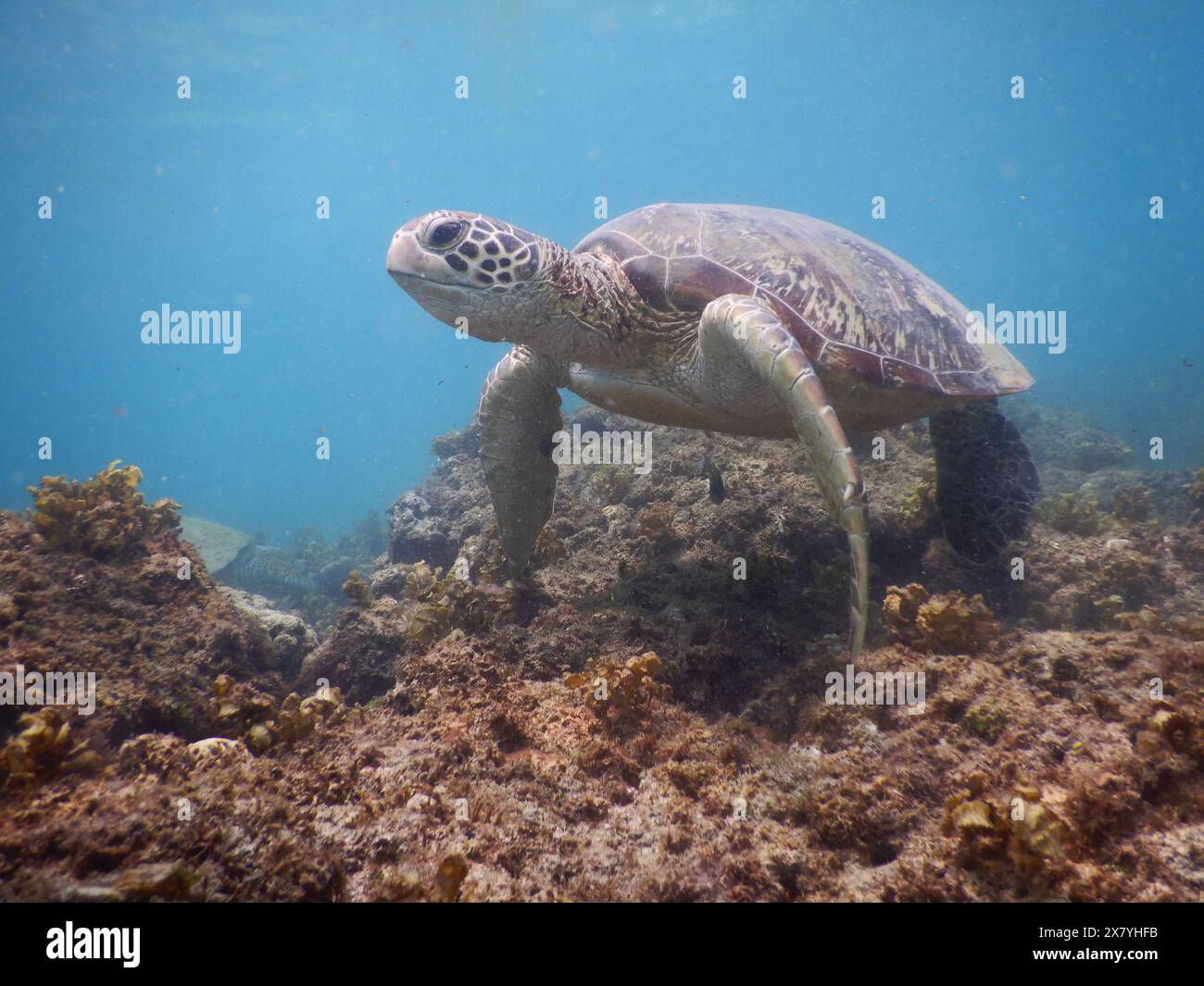 Sea Turtle Under Water Stock Photo - Alamy