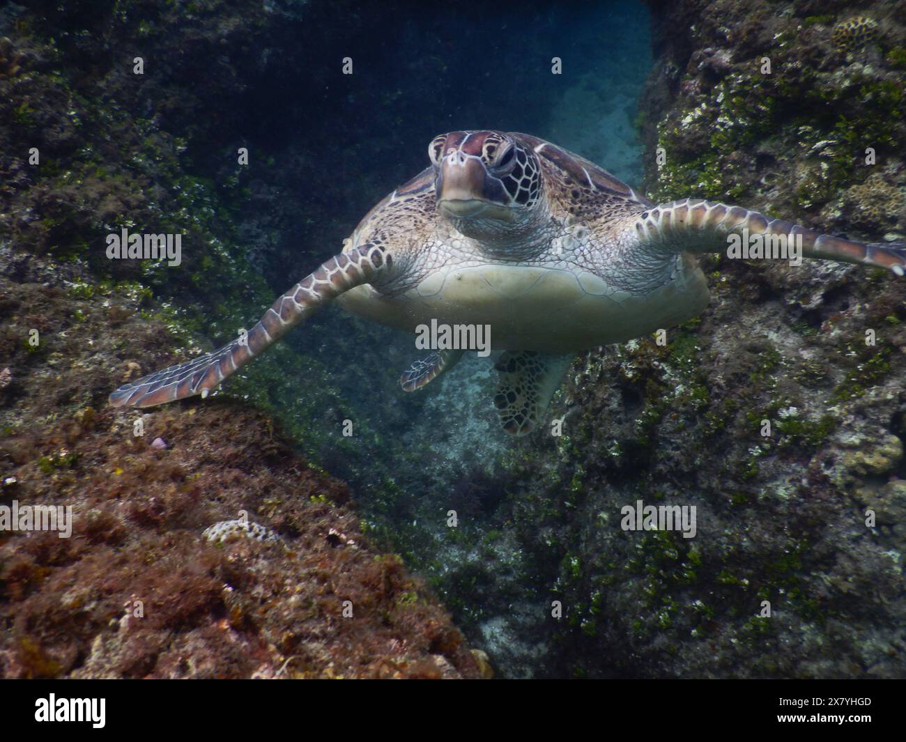 Sea Turtle Under Water Stock Photo - Alamy