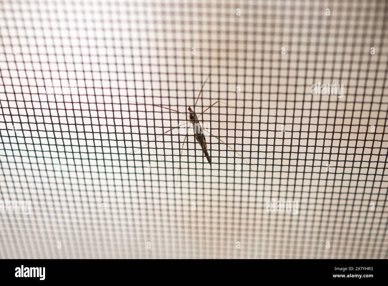 mosquito net wire screen on house window protection against insect ...