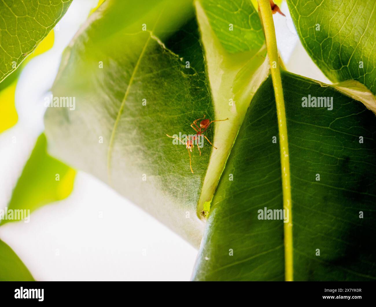 Ant nests on tree Stock Photo - Alamy
