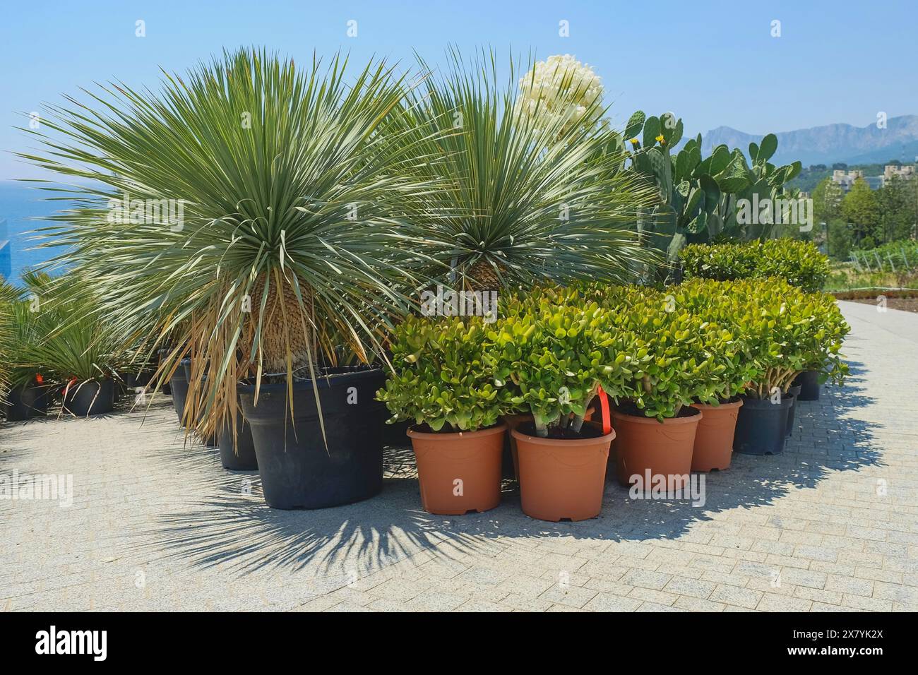 Lush potted Dragon Trees, Crassula Ovata in plastic pots in garden ...