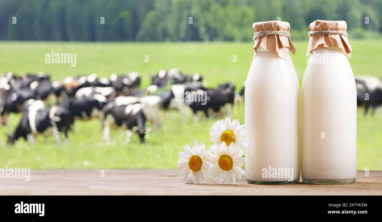 Bottles of fresh milk and daisy flowers on a wooden table on meadow of ...