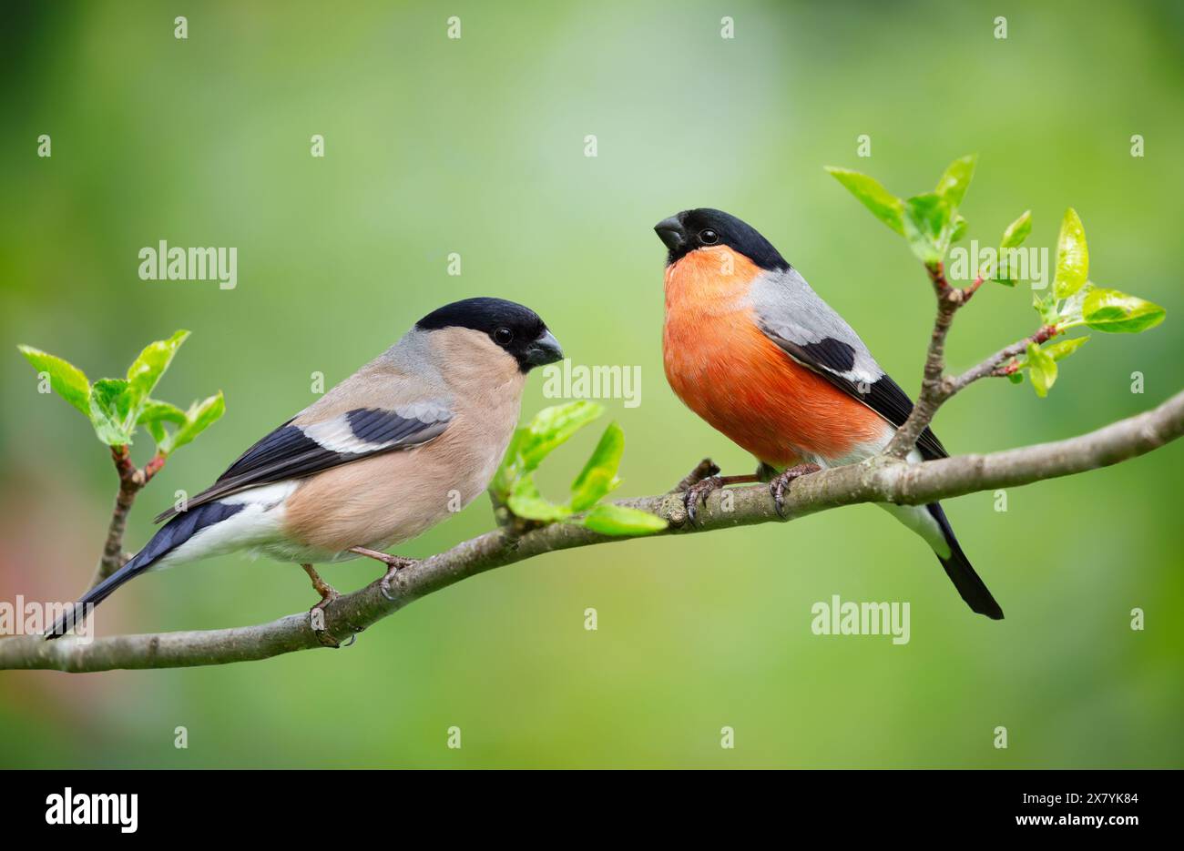 Two little birds sitting on branch of tree. Male and Female common ...