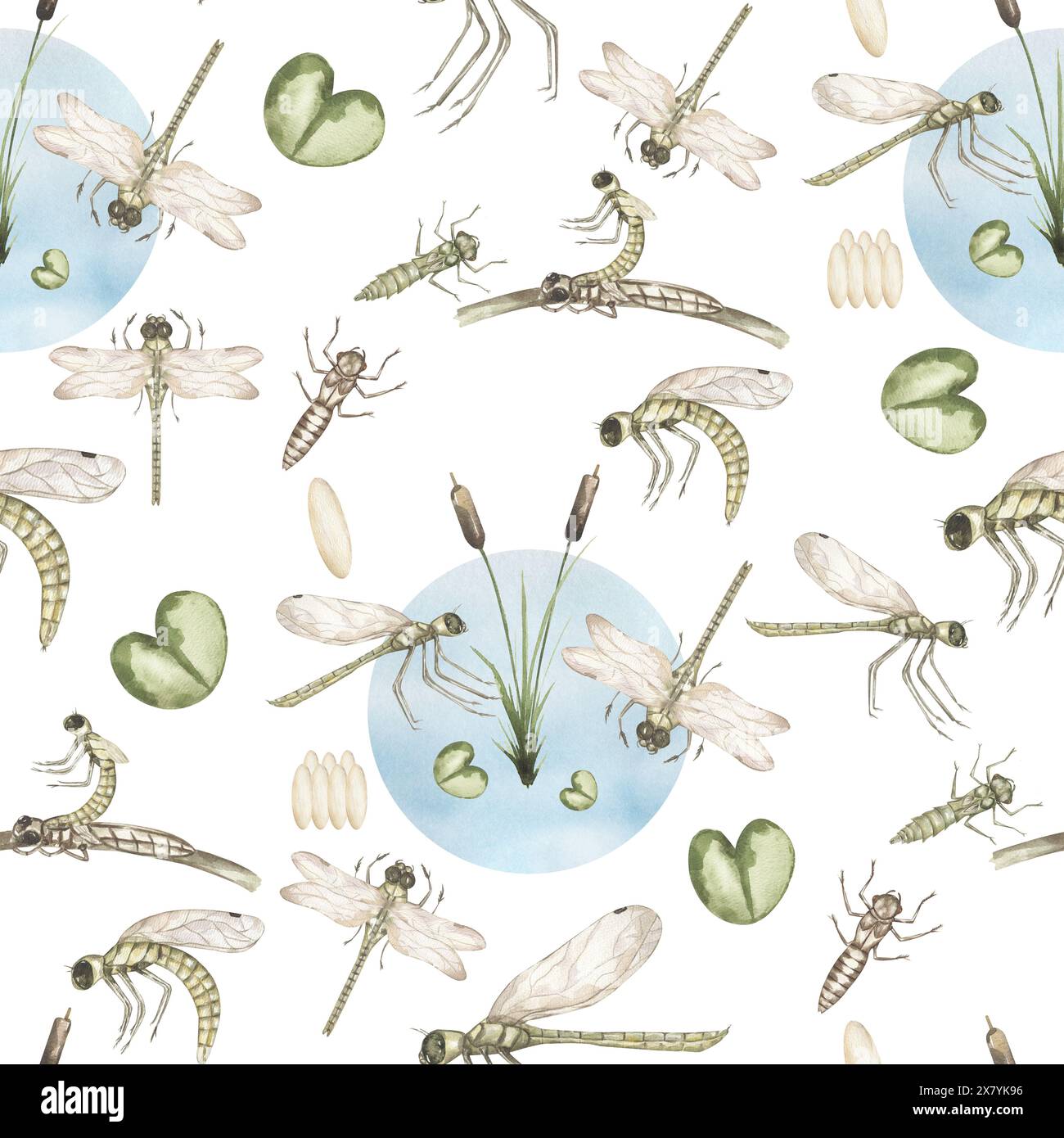 Watercolor dragon fly life cycle seamless pattern, wild life repeat ...