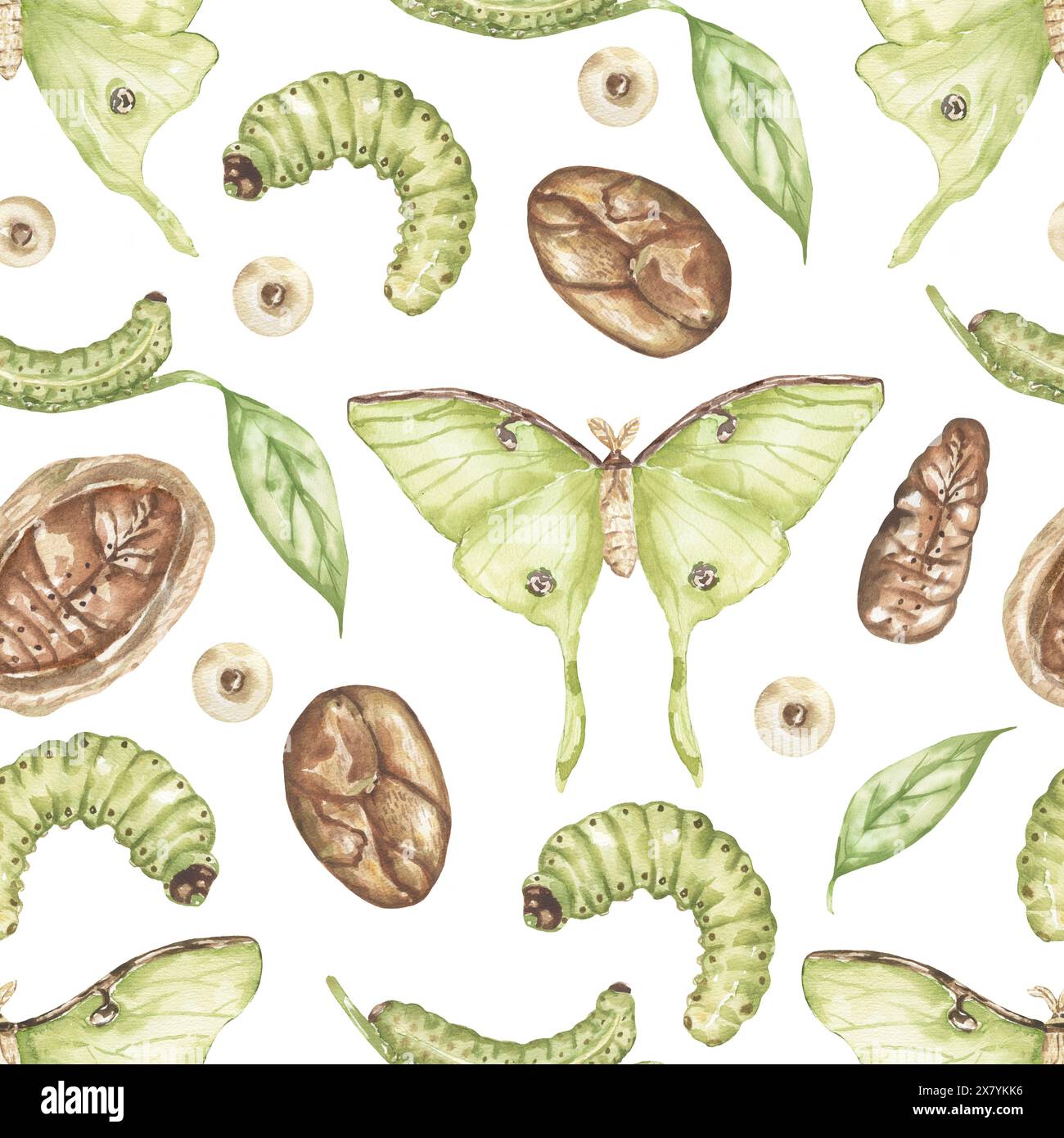 Watercolor luna moth life cycle seamless pattern, wild life repeat ...