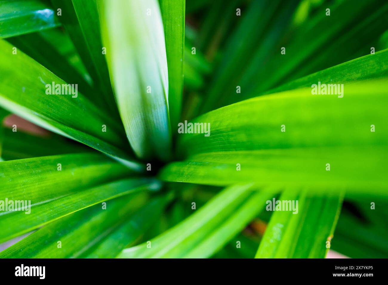 Green Pandan leaves plant close up Stock Photo - Alamy