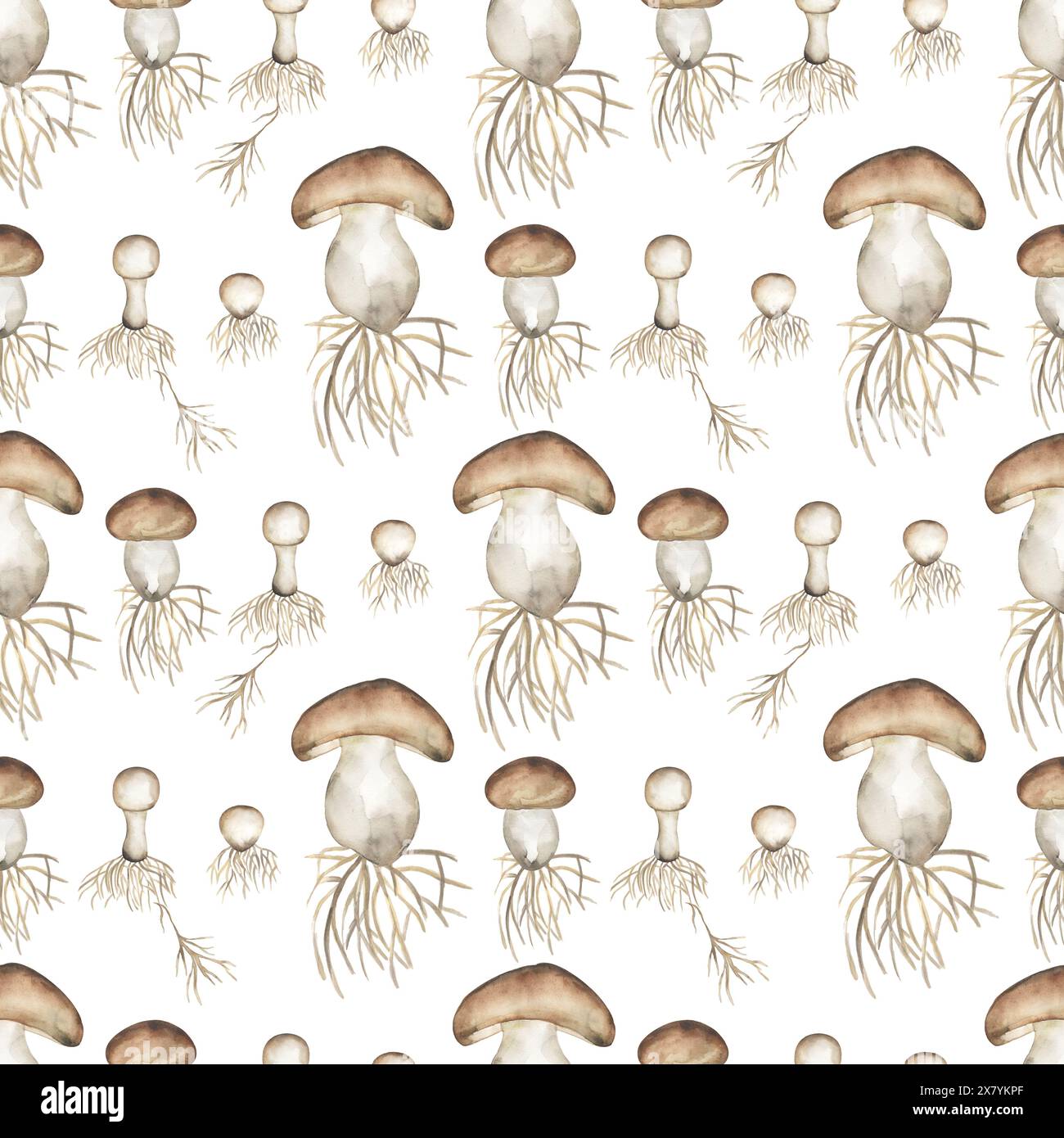 Basic Mushroom Life Cycle