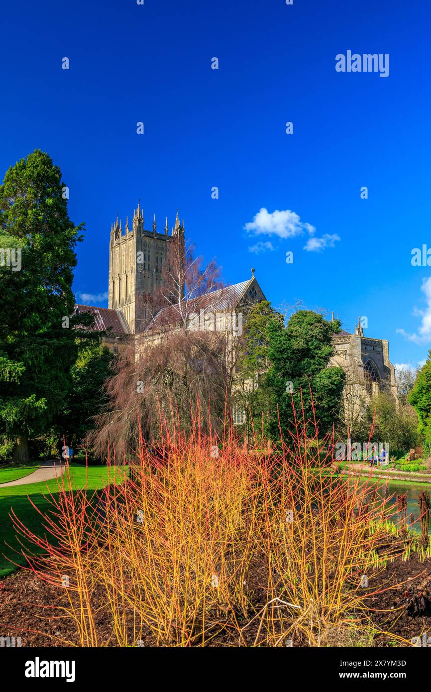 The vibrant new red shoots of a willow shrub in the Bishop's Palace ...